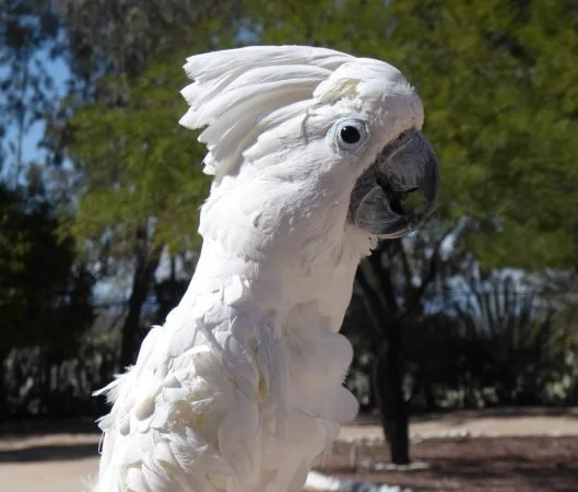 Availability | Check Our Latest Stock — Arizona Parrots