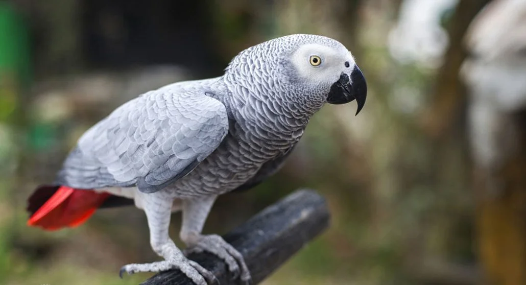 Availability | Check Our Latest Stock — Arizona Parrots