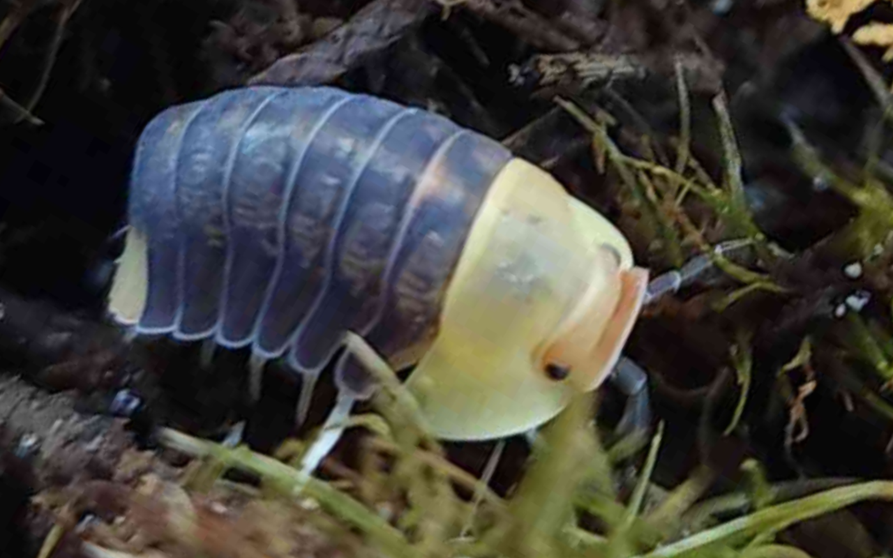 Rubber Ducky Isopod Care Guide — Vivipedia