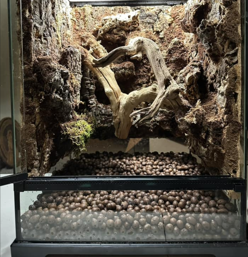 How to make a bioactive vivarium — Vivipedia