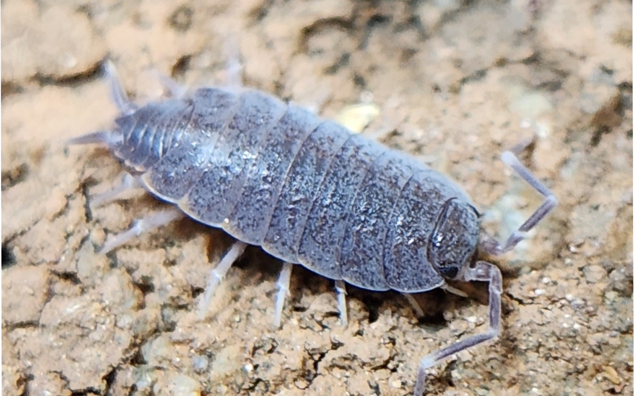 Powder Isopods Care Guide — Vivipedia