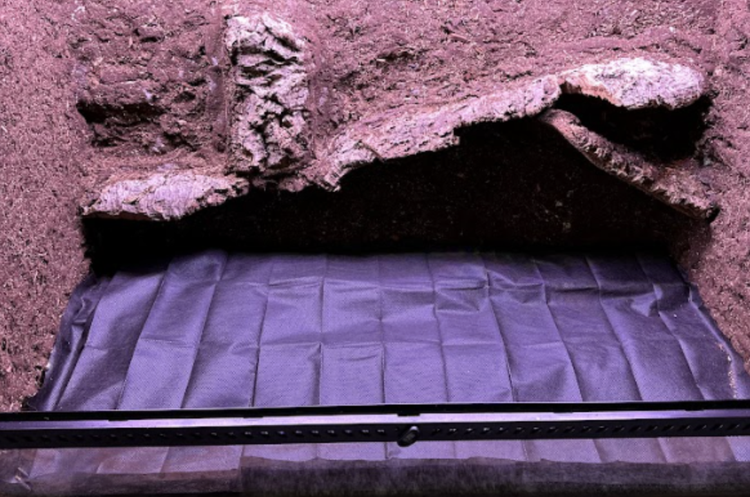 How to make a bioactive vivarium — Vivipedia