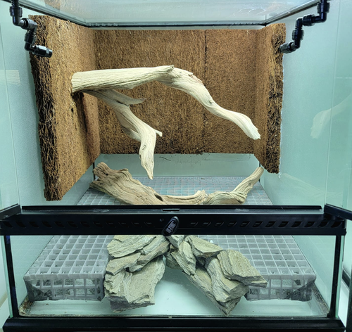 How to make a bioactive vivarium — Vivipedia