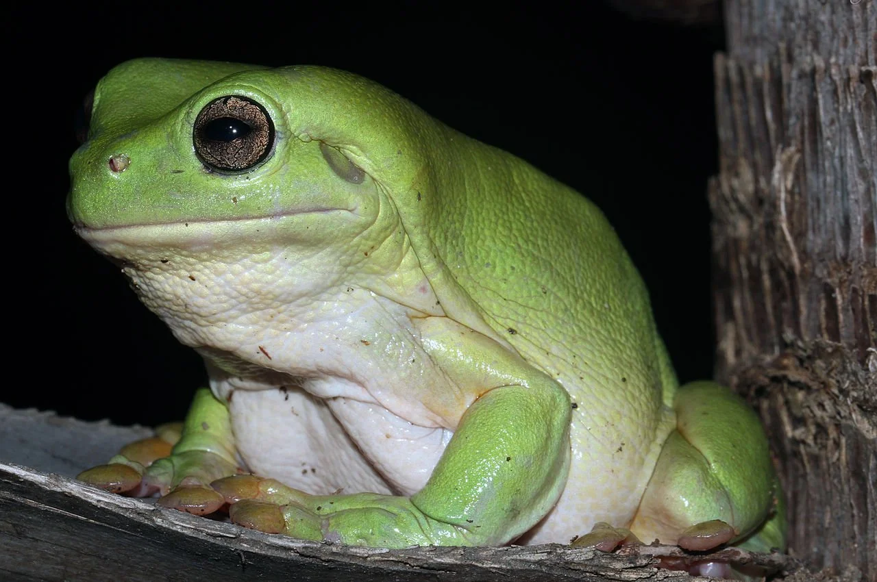 Dumpy Tree Frog Care Guide — Vivipedia