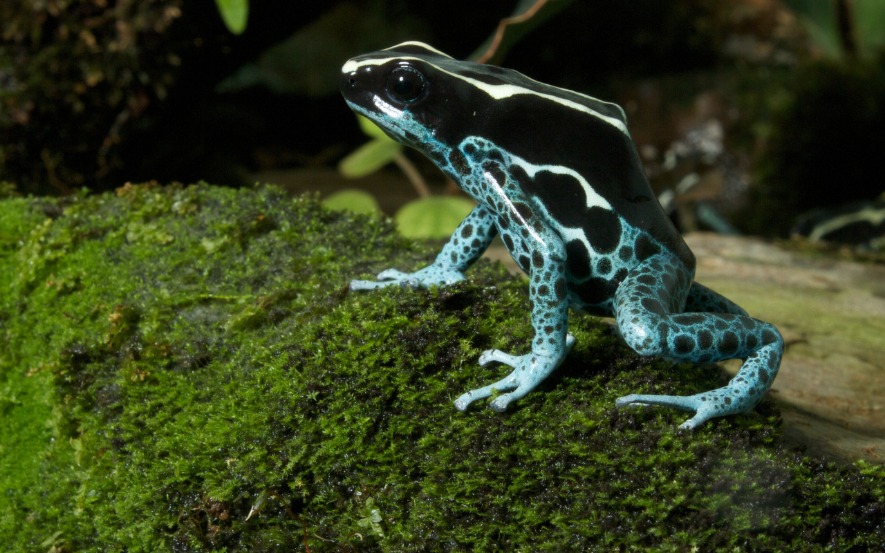 Poison Dart Frog Care Guide — Vivipedia
