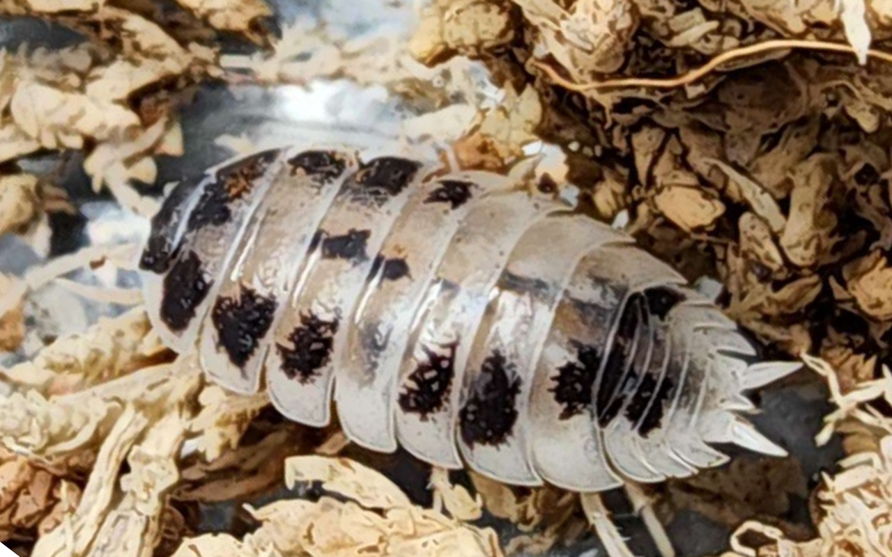 Dairy Cow Isopod Care Guide — Vivipedia