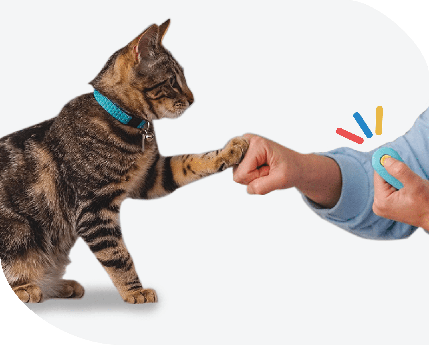 Cat Clicker Training & Feline Enrichment – Cat School
