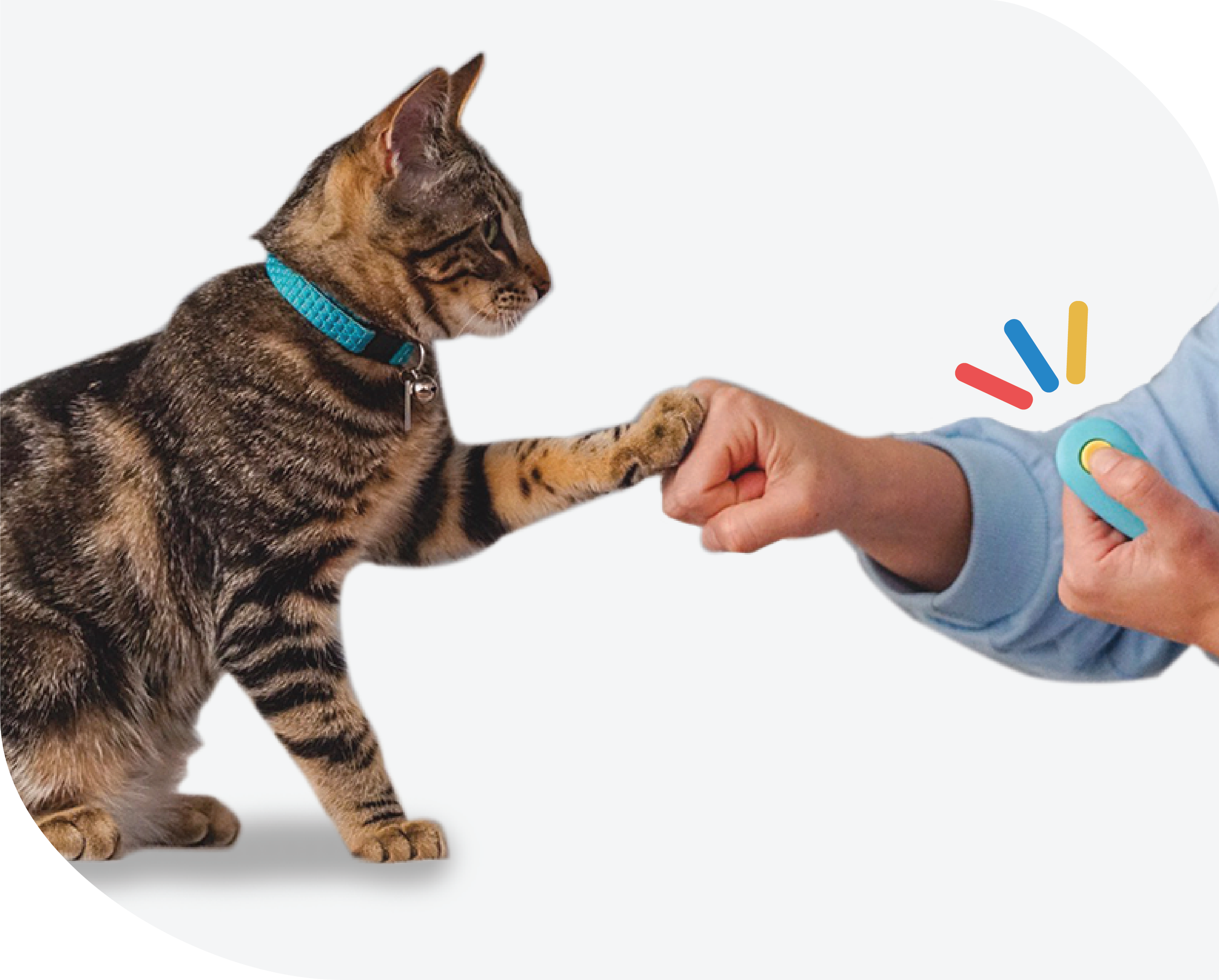 Cat Clicker Training & Feline Enrichment – Cat School