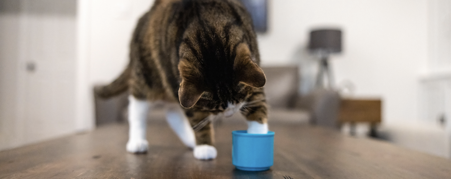 How to Clicker Train Your Cat: Beginner Guide + First Trick (Fist Bump)