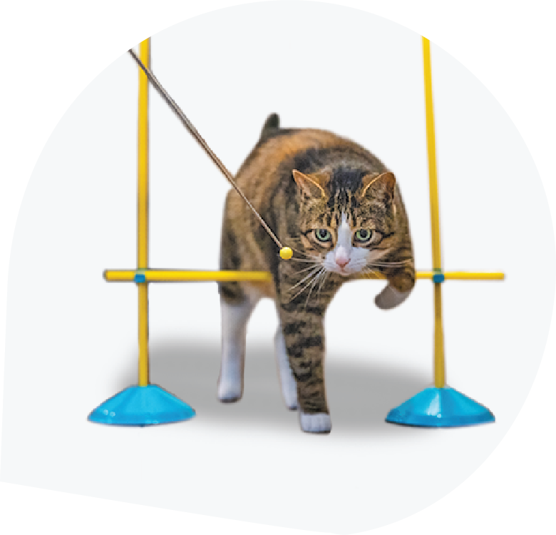Cat Clicker Training & Feline Enrichment – Cat School
