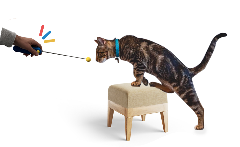 How to Clicker Train Your Cat: Beginner Guide + First Trick (Fist Bump)