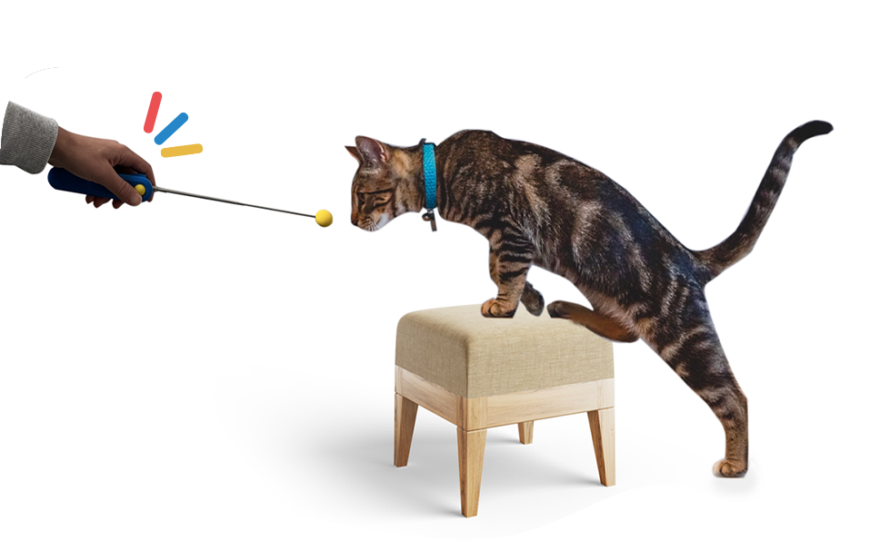 How to Clicker Train Your Cat: Beginner Guide + First Trick (Fist Bump)