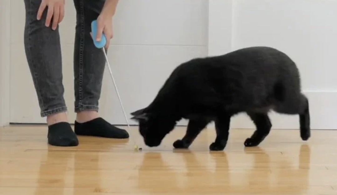 How to Clicker Train Your Cat: Beginner Guide + First Trick (Fist Bump)