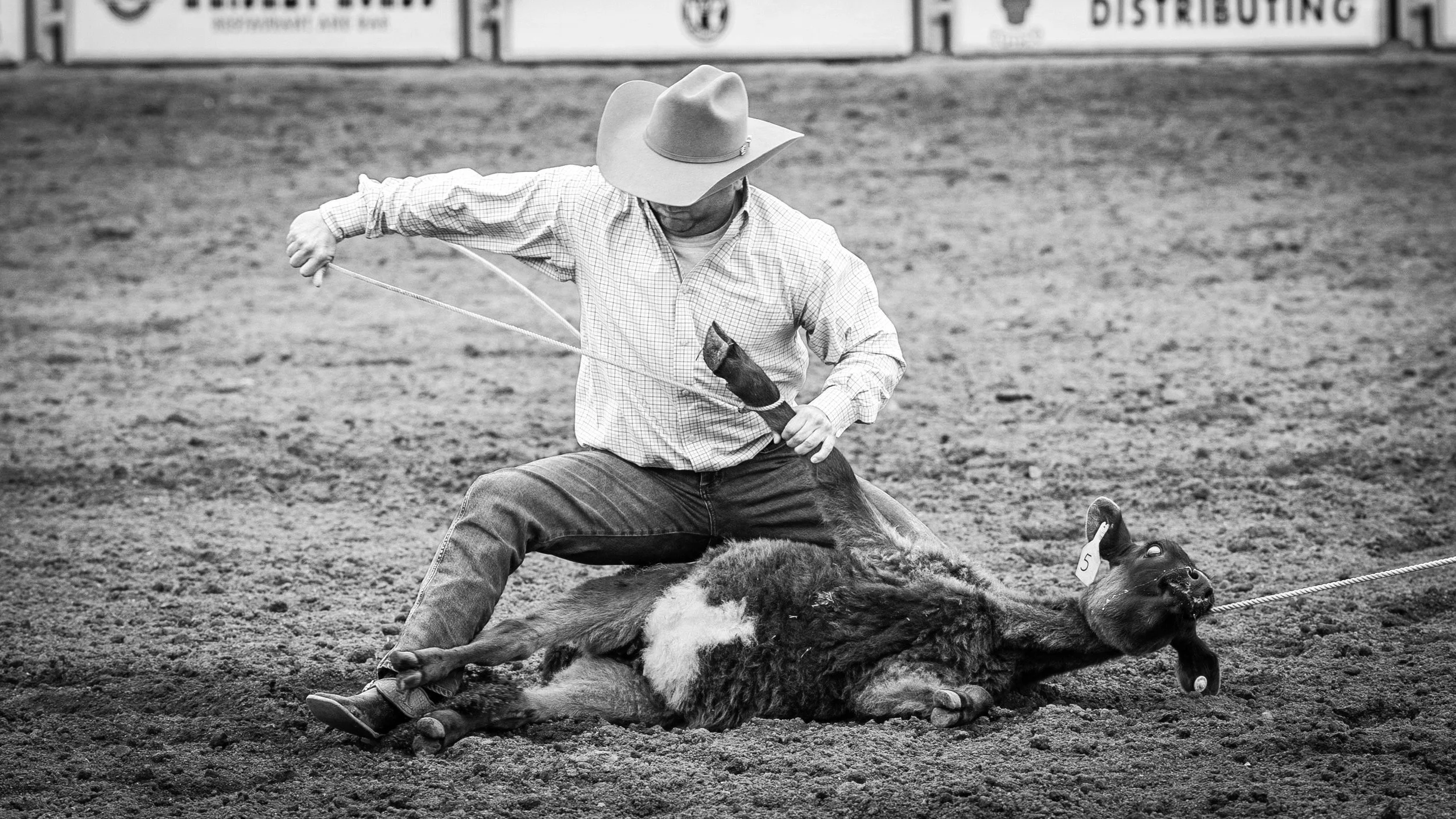 Tie Down Roping — Tucson Rodeo