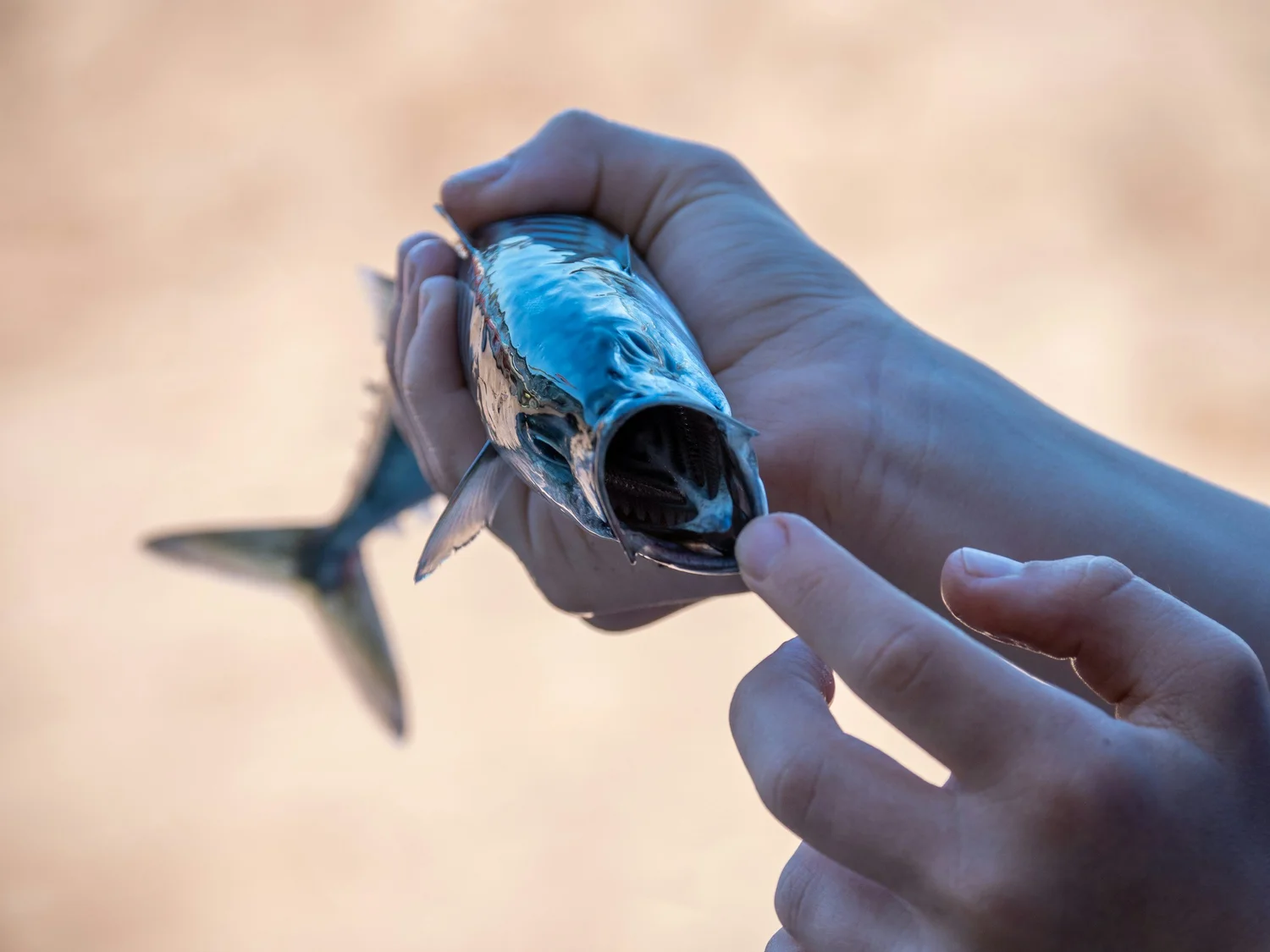 Complete Beginner’s Guide to Light Rock Fishing (LRF) – Gear, Rigs ...