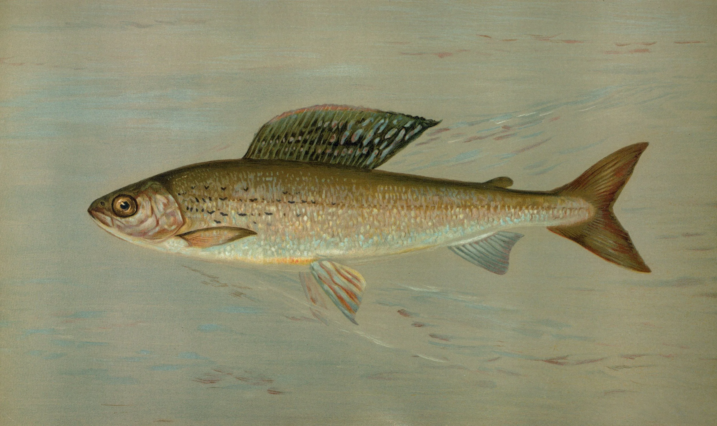 Complete Guide to UK Coarse Fish Species - Identification, Records ...