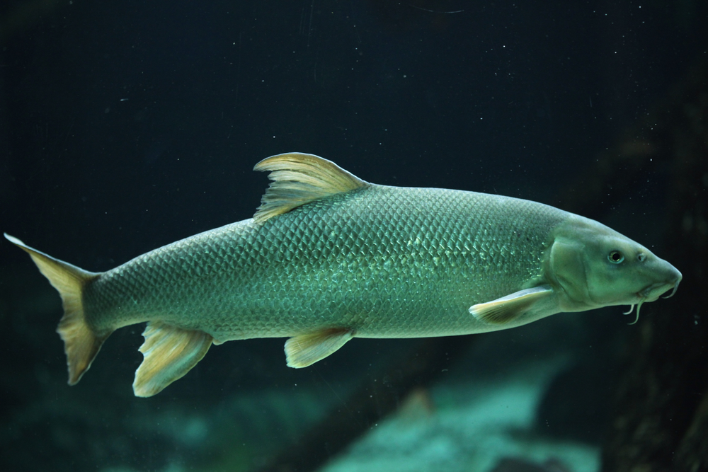 Complete Guide to UK Coarse Fish Species - Identification, Records ...
