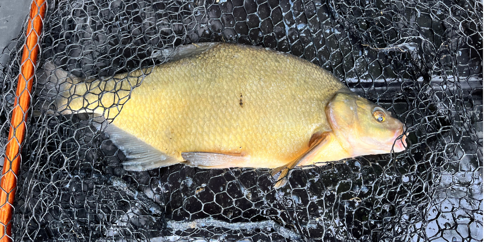 Complete Guide to UK Coarse Fish Species - Identification, Records ...