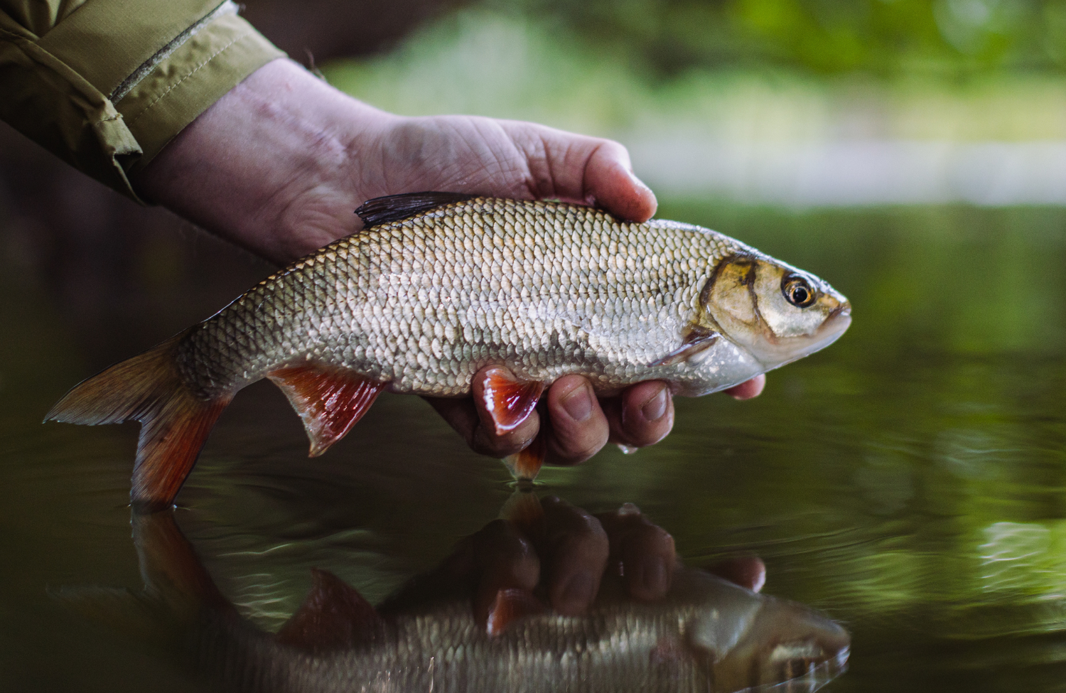 Complete Guide to UK Coarse Fish Species - Identification, Records ...