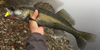 Complete Guide to UK Coarse Fish Species - Identification, Records ...