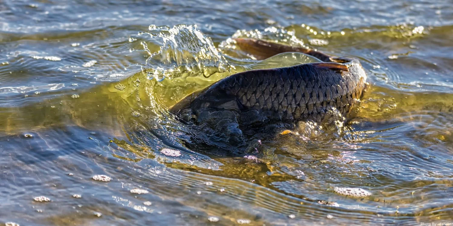 Why the Fish Have Gone Quiet - Understanding Spawning Season in the UK ...