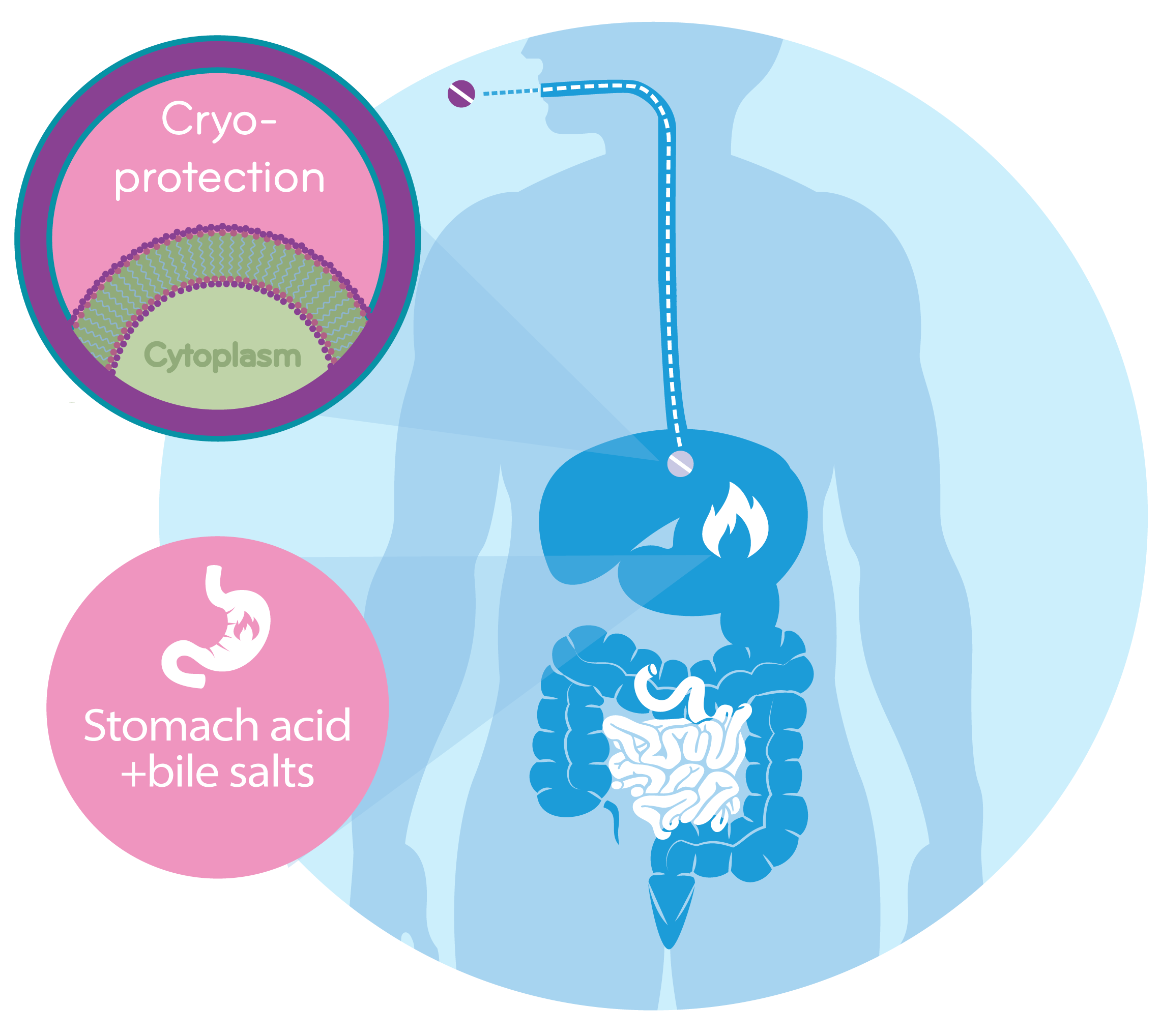 Proflora - Ultra Specific Probiotic Strains | Enhance Gut Health Today