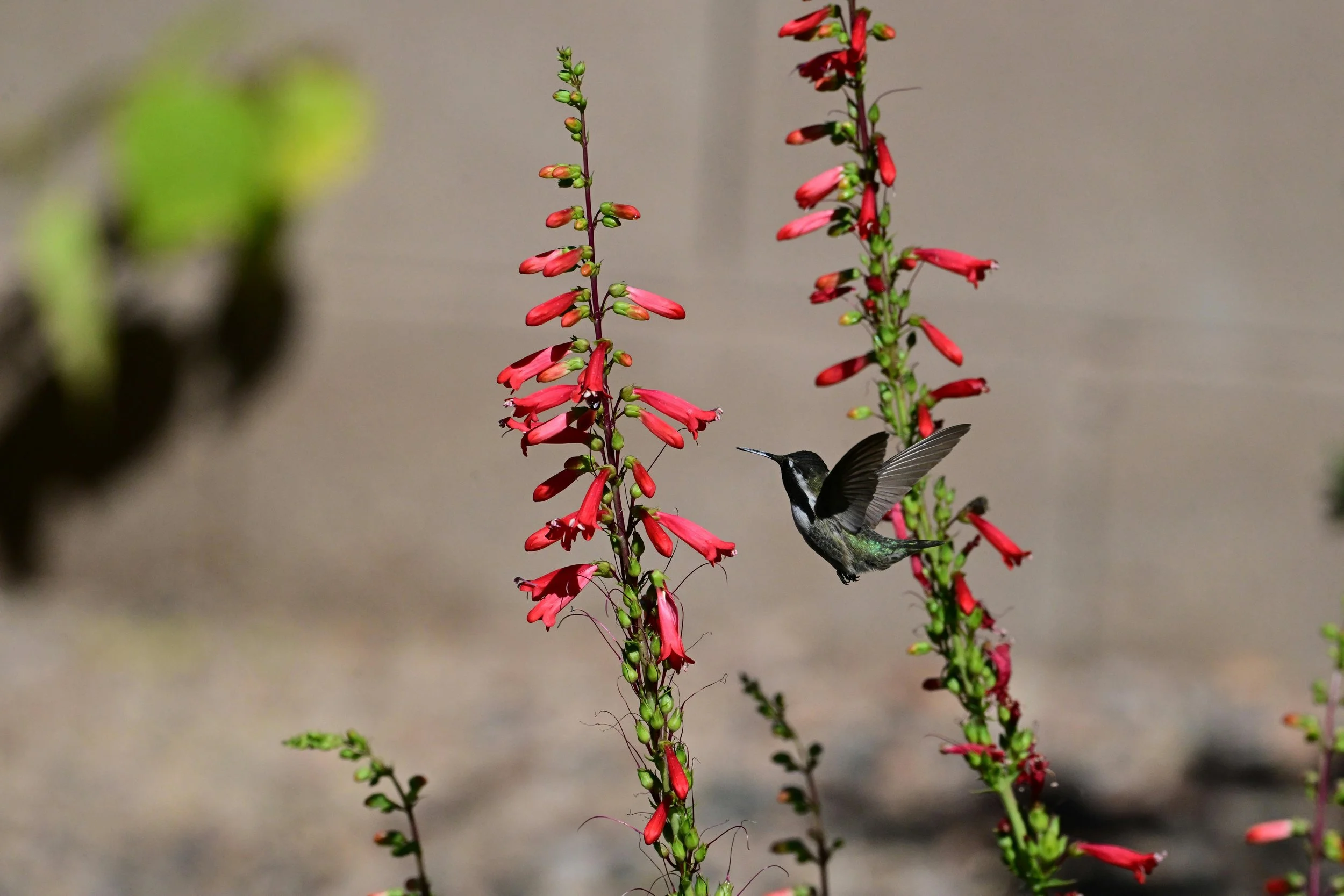 Native Perennials for Low Maintenance Wy Gardens — doitallthingsdaily