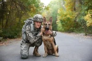 A HISTORY OF MILITARY WORKING DOGS (MWDS) — Hawaii Army Museum Society