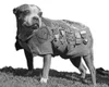 A HISTORY OF MILITARY WORKING DOGS (MWDS) — Hawaii Army Museum Society