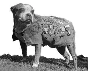 A HISTORY OF MILITARY WORKING DOGS (MWDS) — Hawaii Army Museum Society