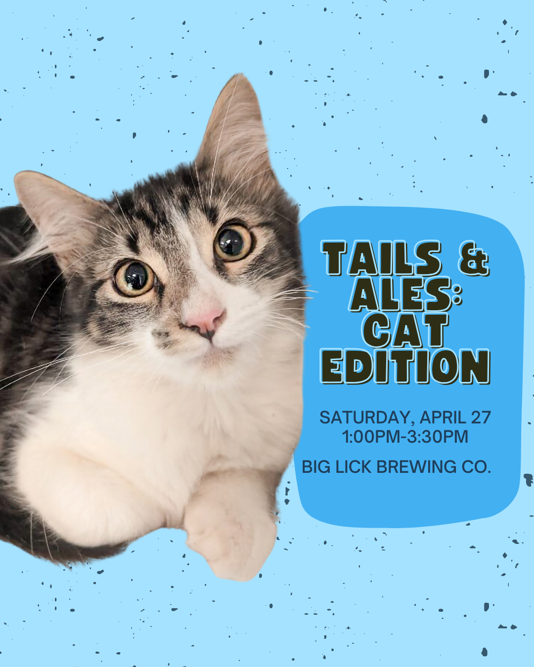 Upcoming Events — Angels of Assisi