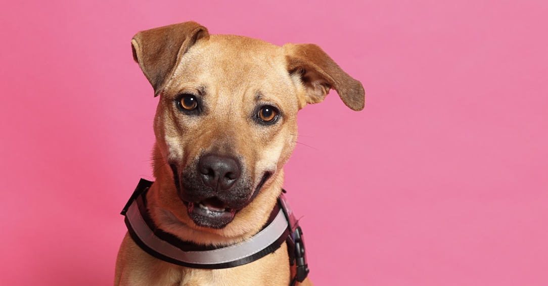 Adopt — Angels of Assisi