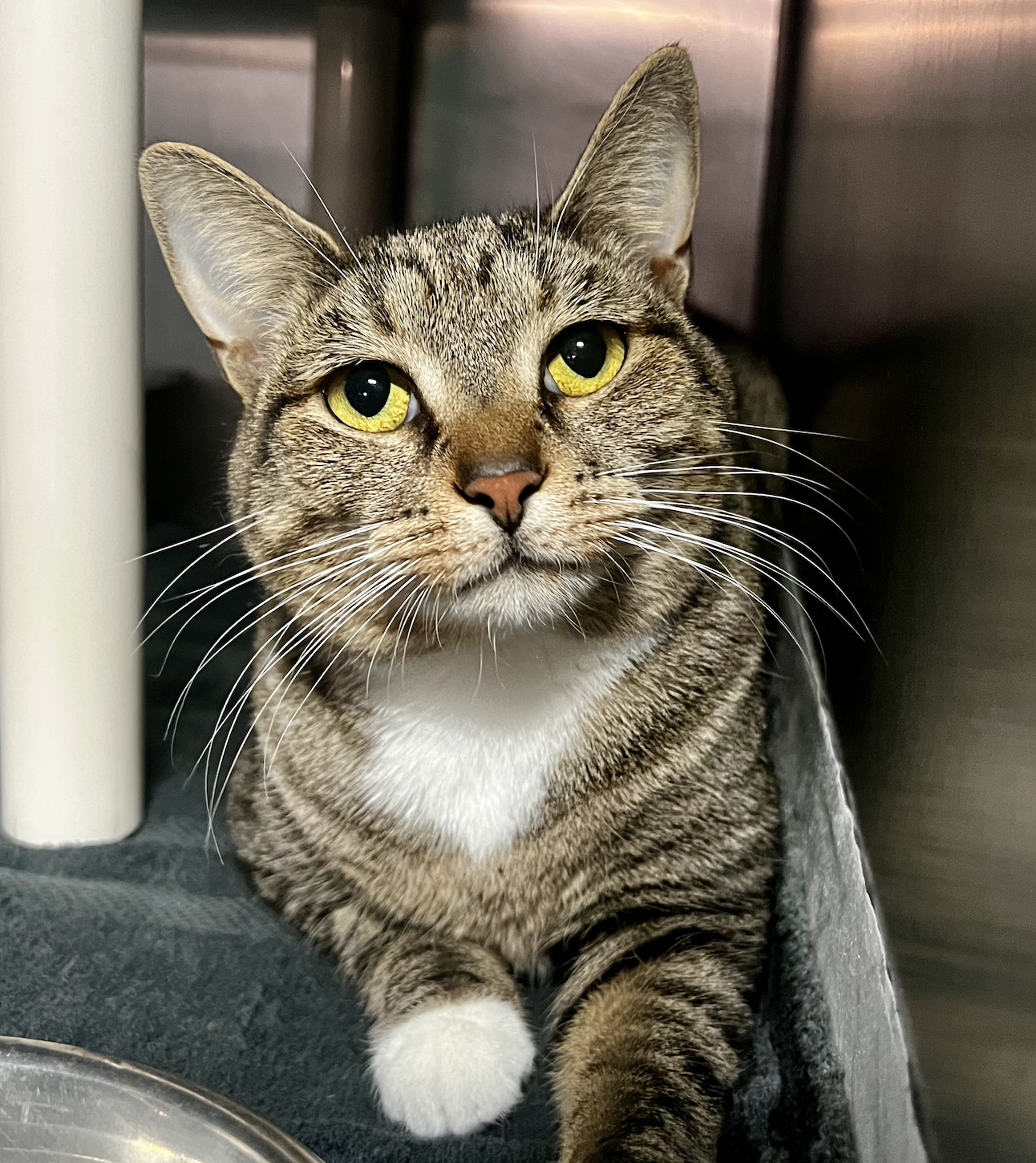 Adopt — Angels of Assisi