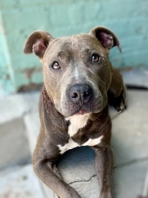 Adopt — Angels of Assisi
