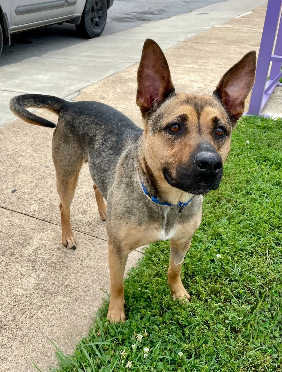 Adopt — Angels of Assisi