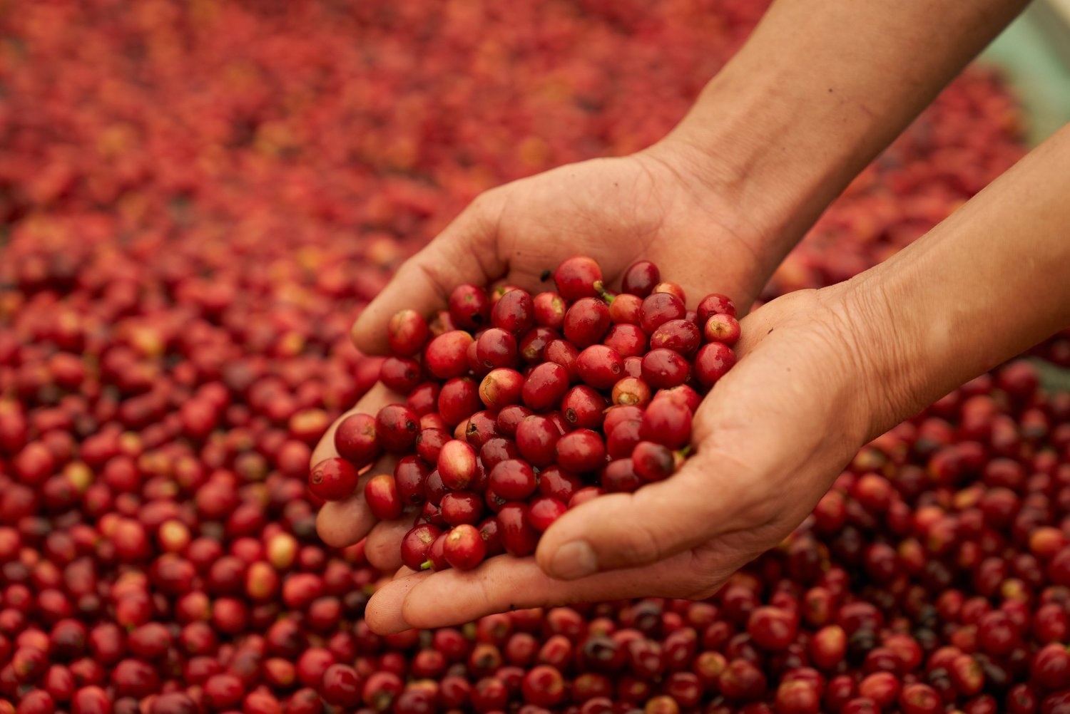 Laos Coffee | Explore Our Coffee Excellence