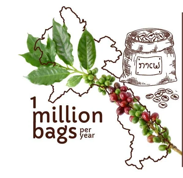 Laos Coffee | Explore Our Coffee Excellence