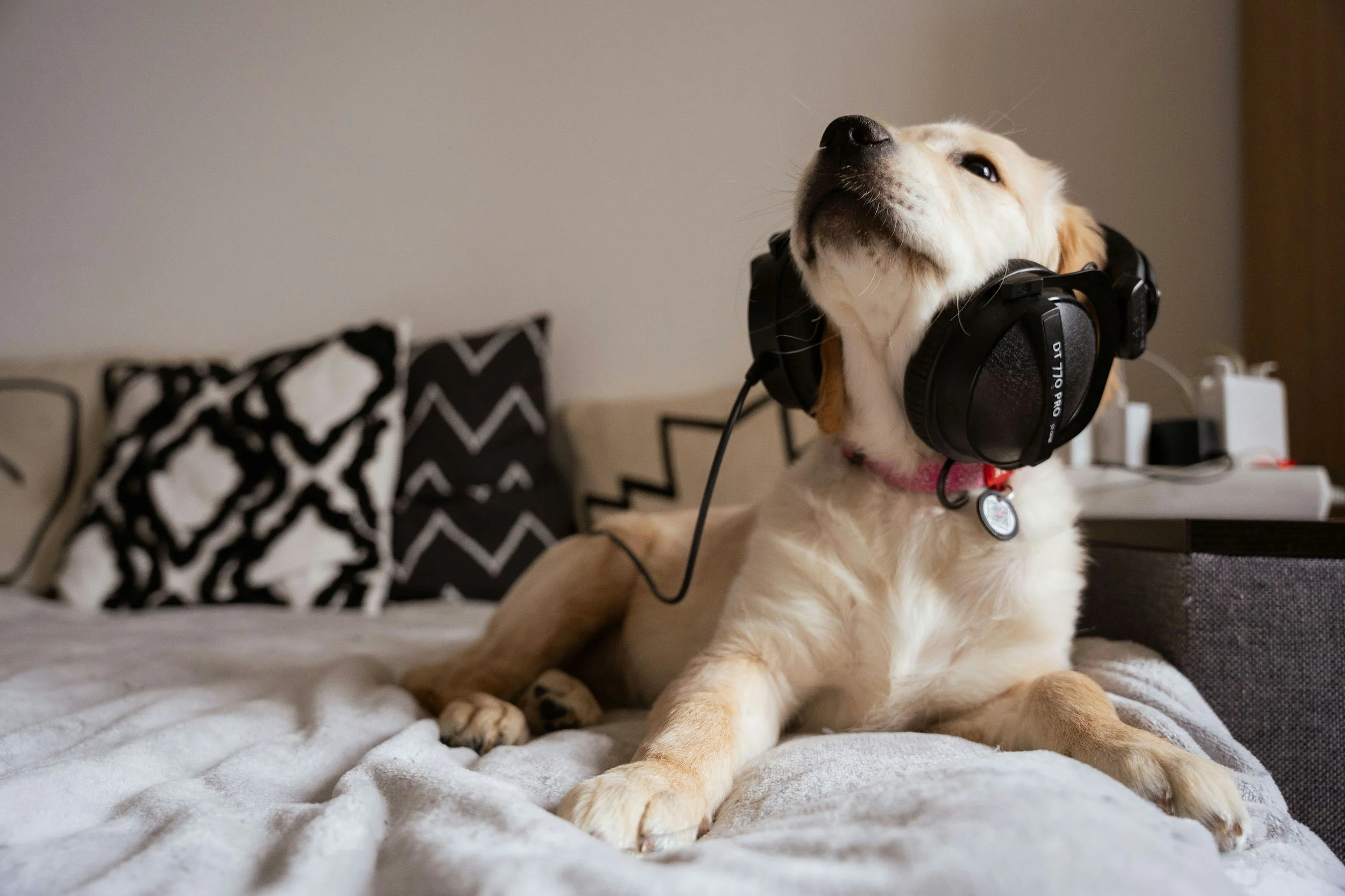 6 Ways Sound Frequencies Help Dogs Relax and Heal Naturally — Revive ...