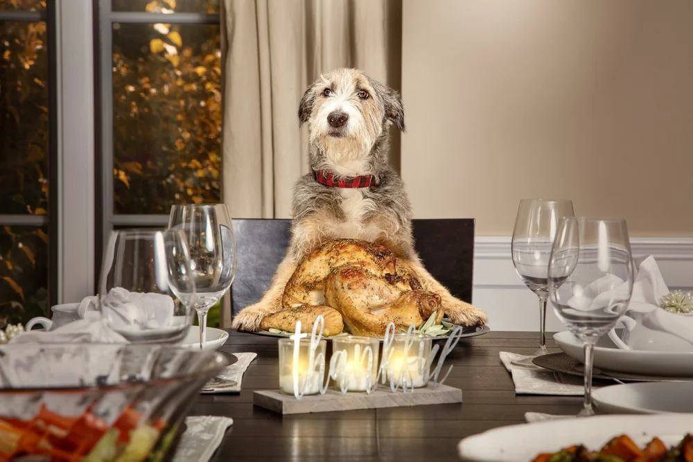 3 Easy Dog Treat Recipes for Thanksgiving — Revive & Thrive Canine Wellness