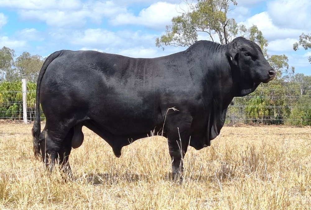 Reynco Brangus & Ultrablacks | Bulls for Sale QLD - South East ...
