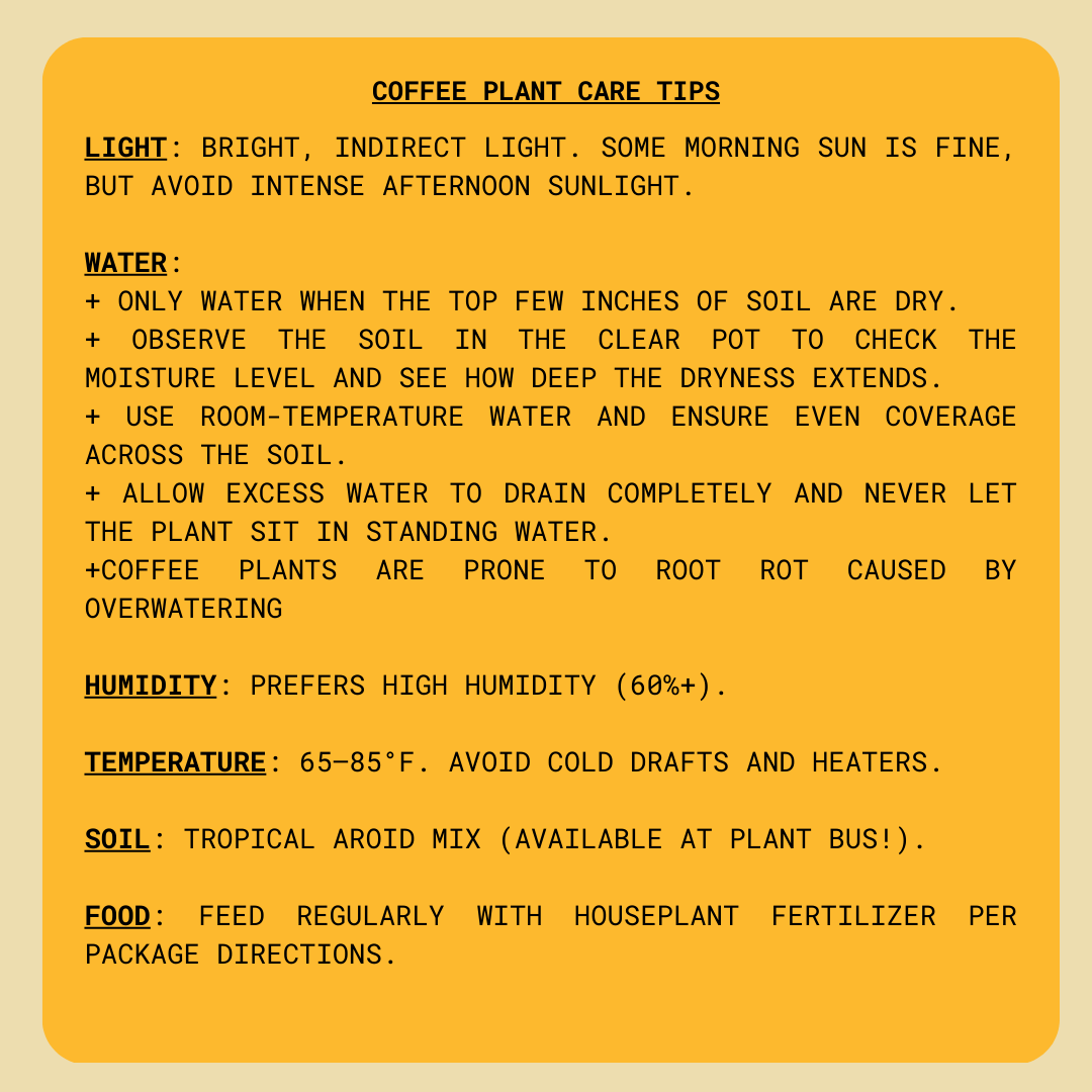 Arabica Coffee Plant Care Guide — Plant Bus