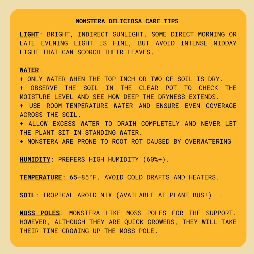 Monstera Deliciosa Care Guide — Plant Bus