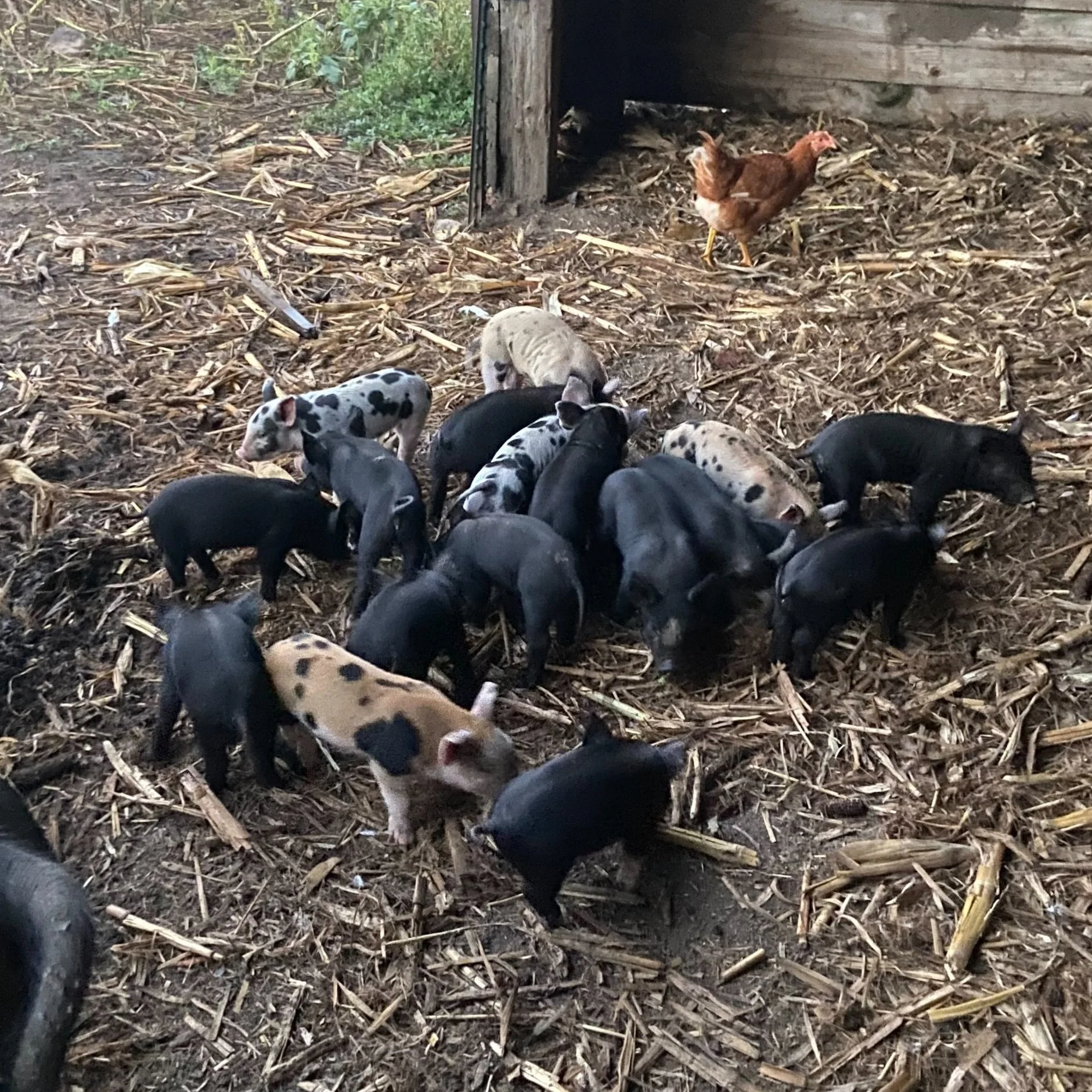 Crowded Table Farms | Pasture-Raised Chicken & Eggs | Pasture-Raised ...