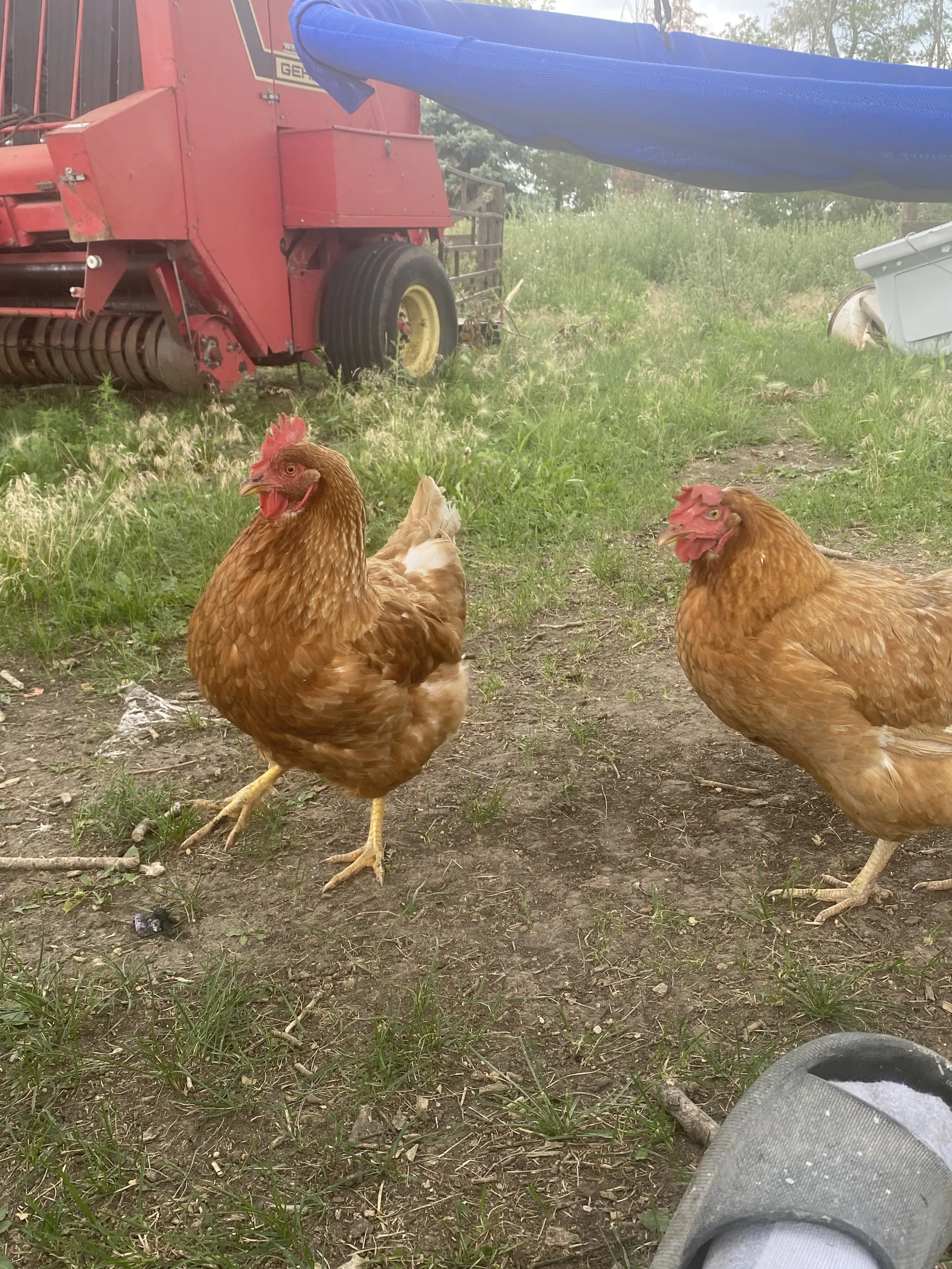 Crowded Table Farms | Pasture-Raised Chicken & Eggs | Pasture-Raised ...