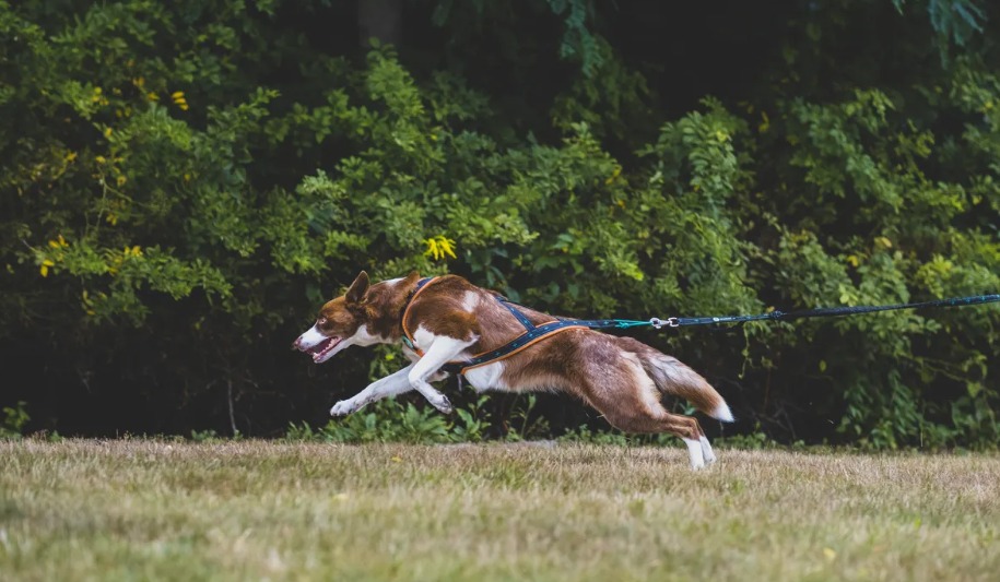 Yrkesutbildningar — Hundsteg