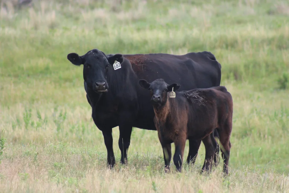 CC Angus Ranch LLC | High-Quality Beef | Bulk Beef | Ground Beef ...
