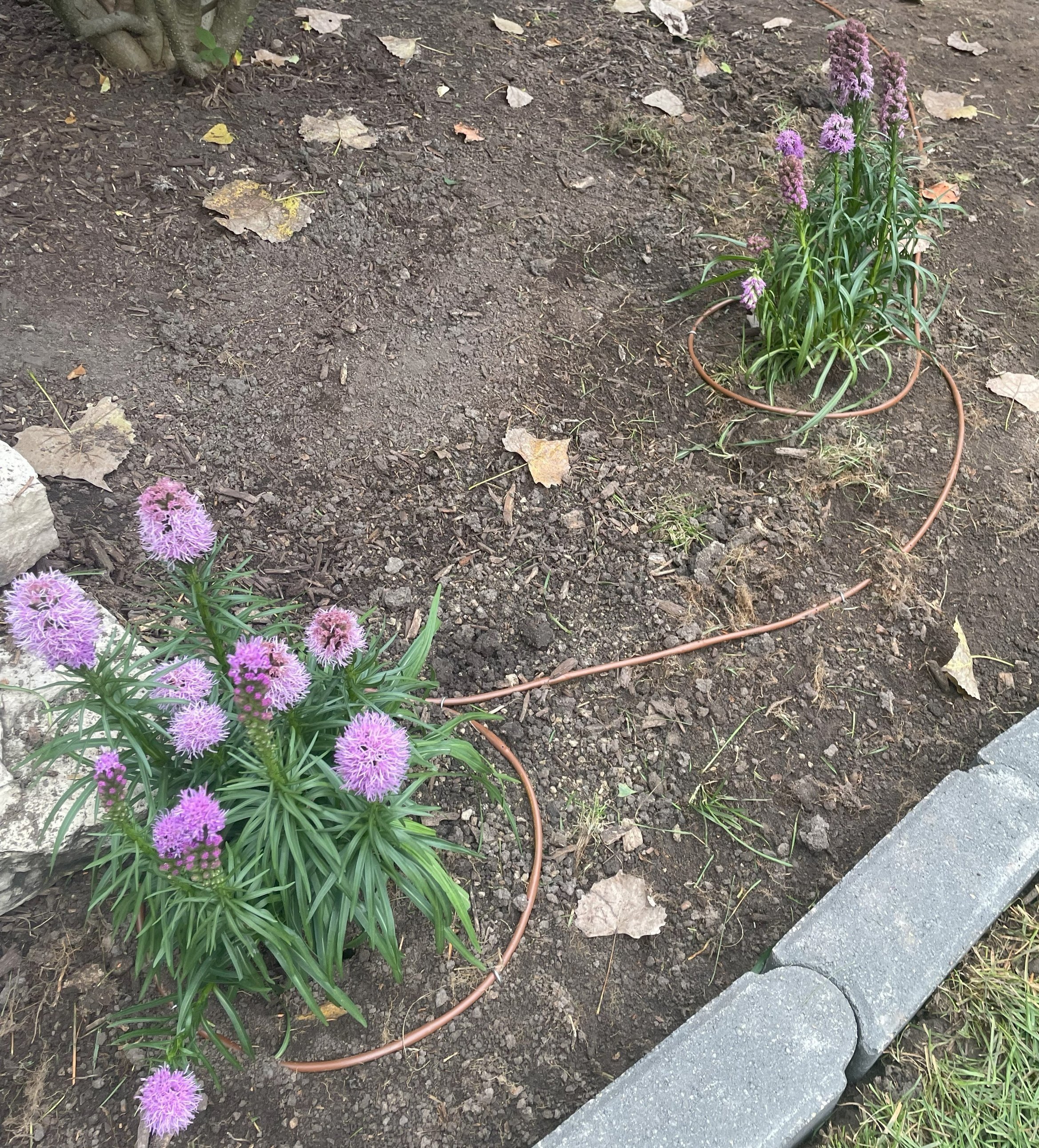 Drip Irrigation — EVOY LANDSCAPE