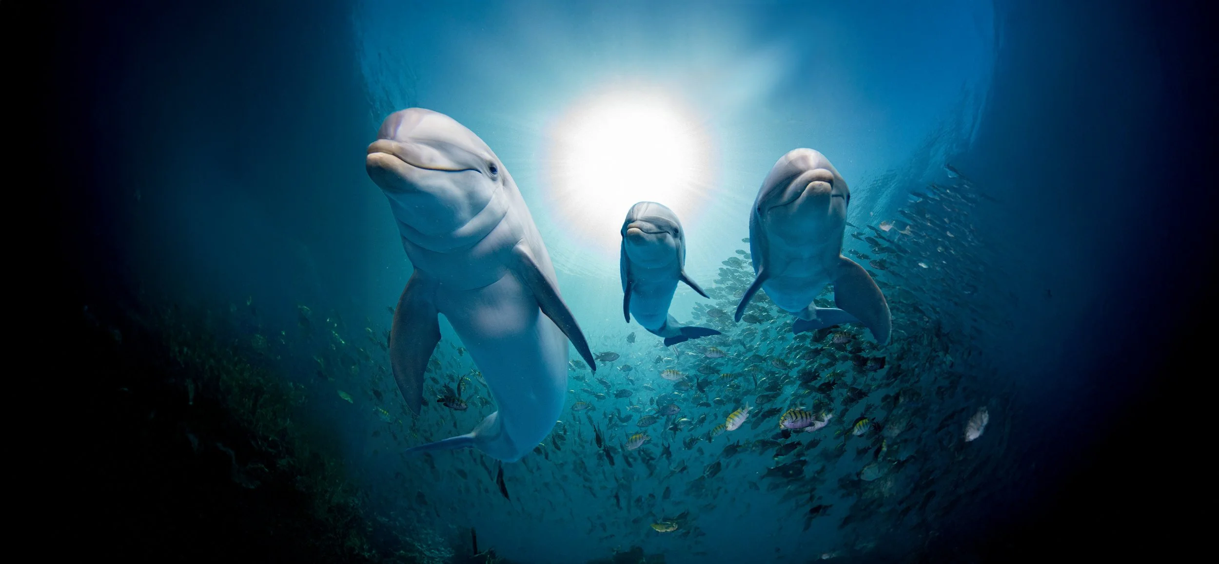 IMMOTION | The Global Leader in Immersive Edutainment