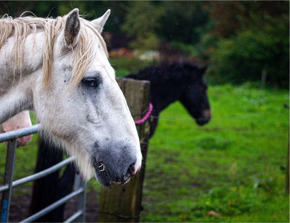 CHANGING LIVES | SEN School Manchester | Equine & Animal-Assisted Education