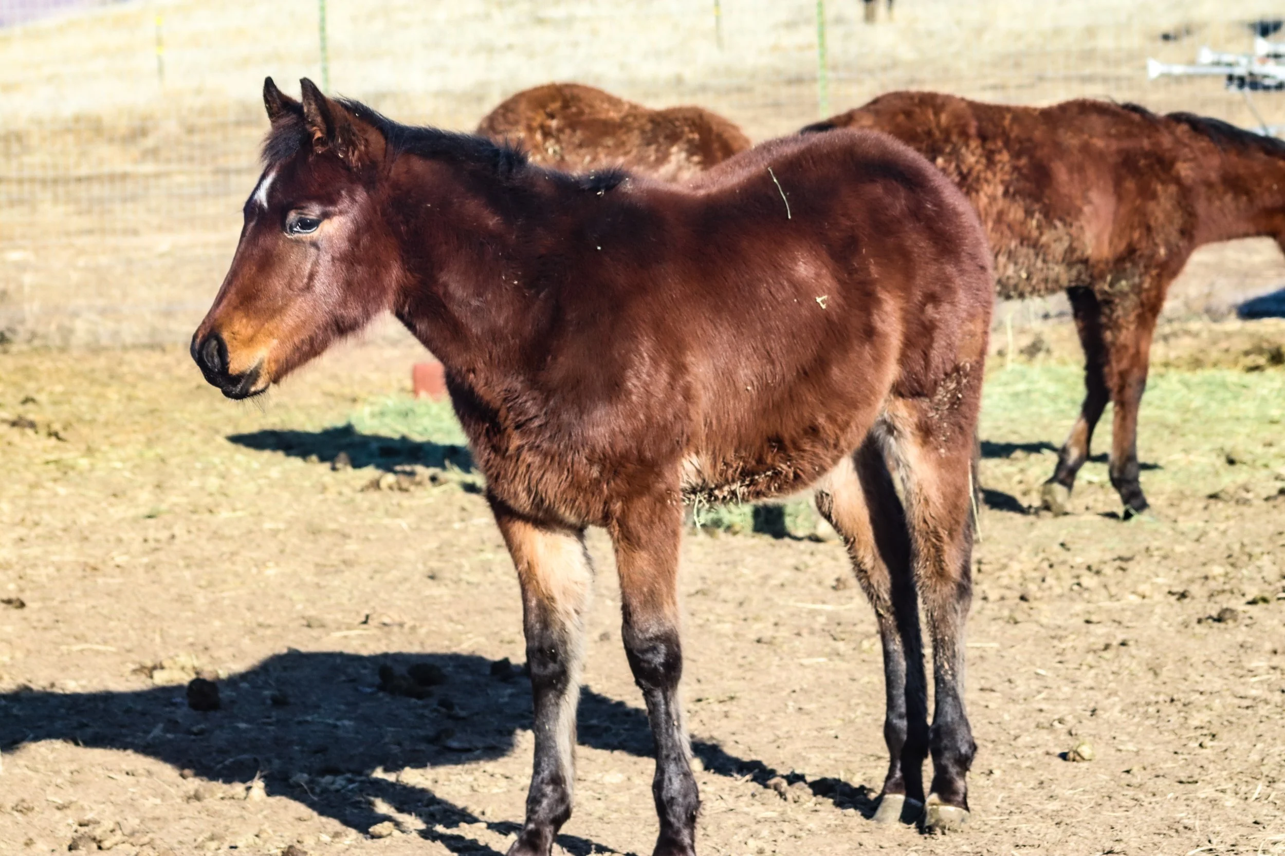 Available Horses | Yakima, WA — Flying R Ranch